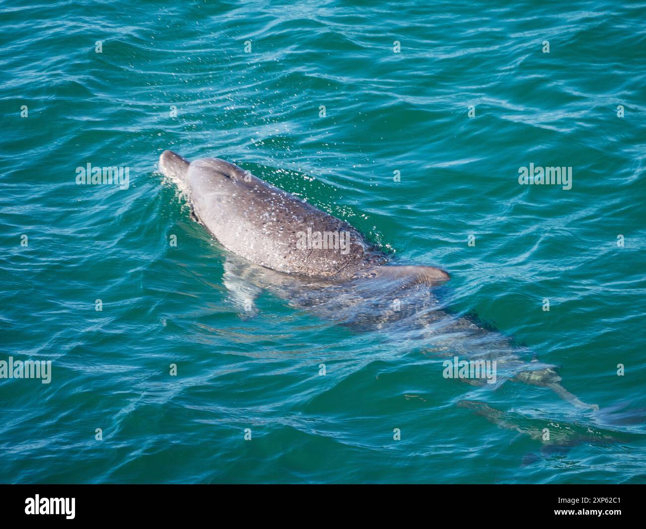 A Bottlenose Dolphin up close swimming in the blue sea water in the ...