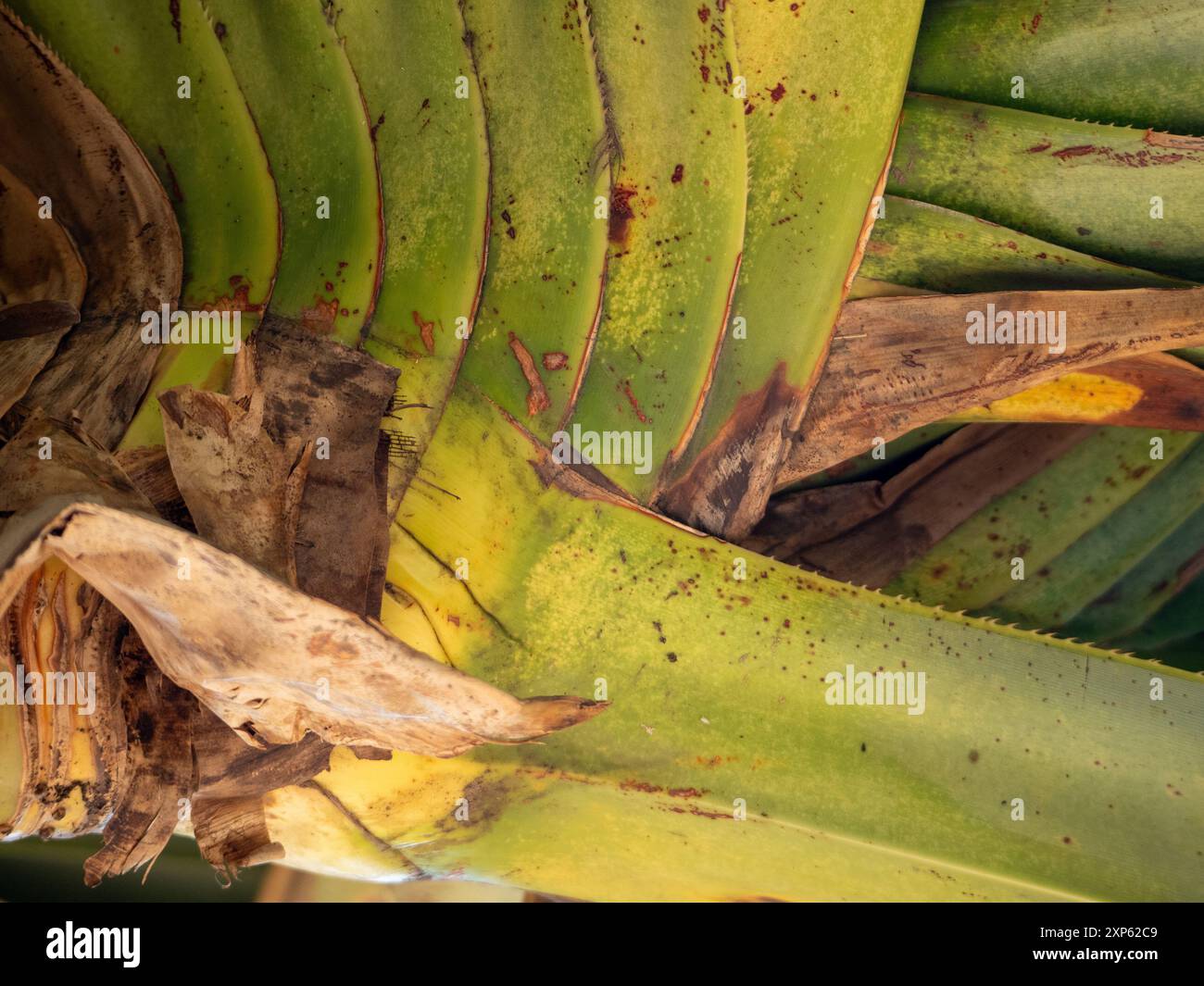 Pandanus palm leaves hi-res stock photography and images - Alamy