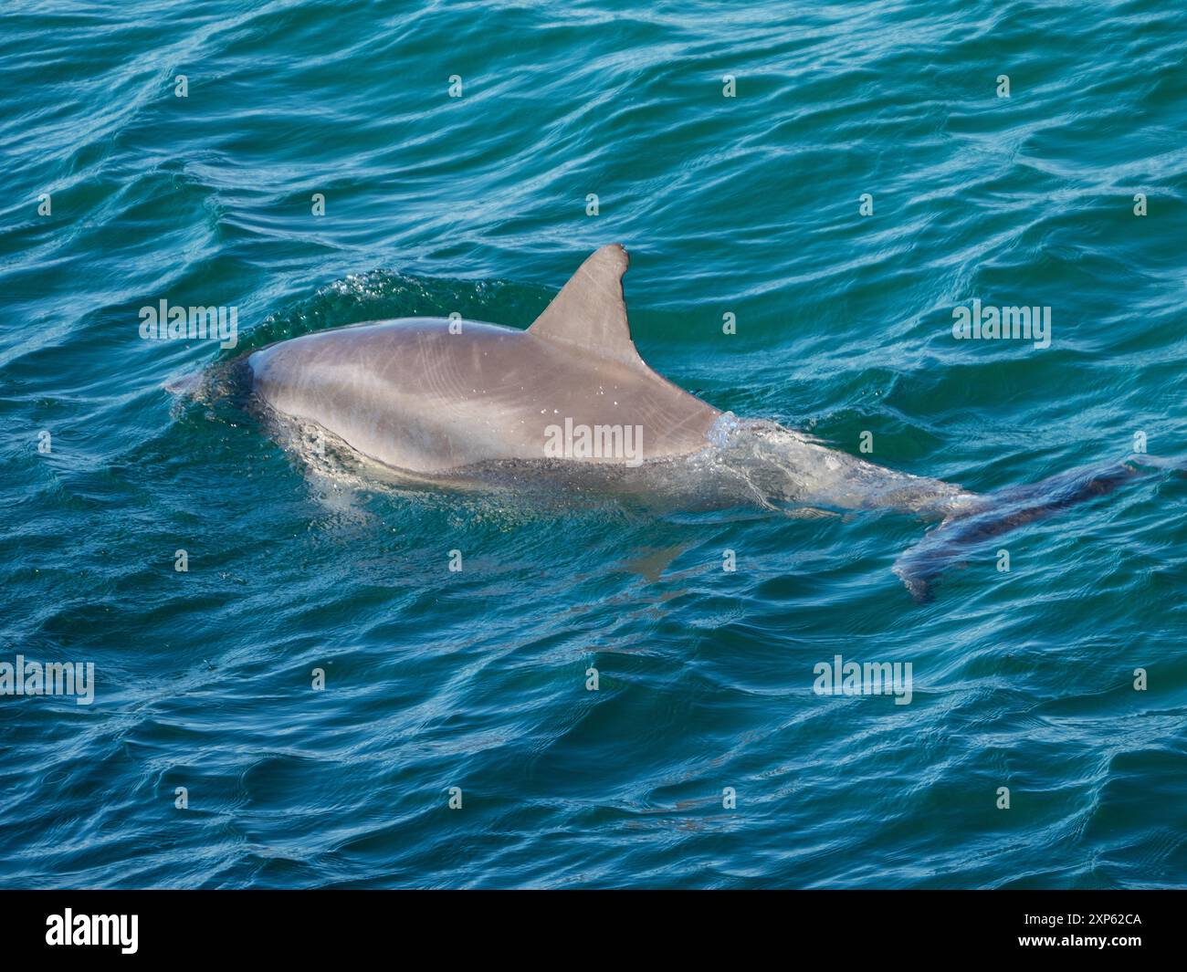 Bottlenose Dolphin swimming in the harbour, closeup, in the wild Stock ...
