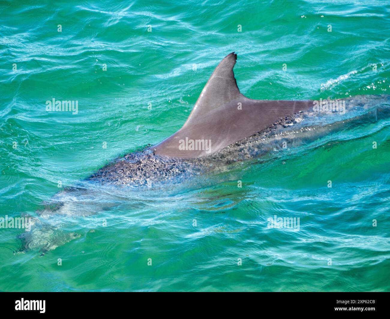 Bottlenose Dolphin swimming in the harbour, closeup, in the wild Stock ...