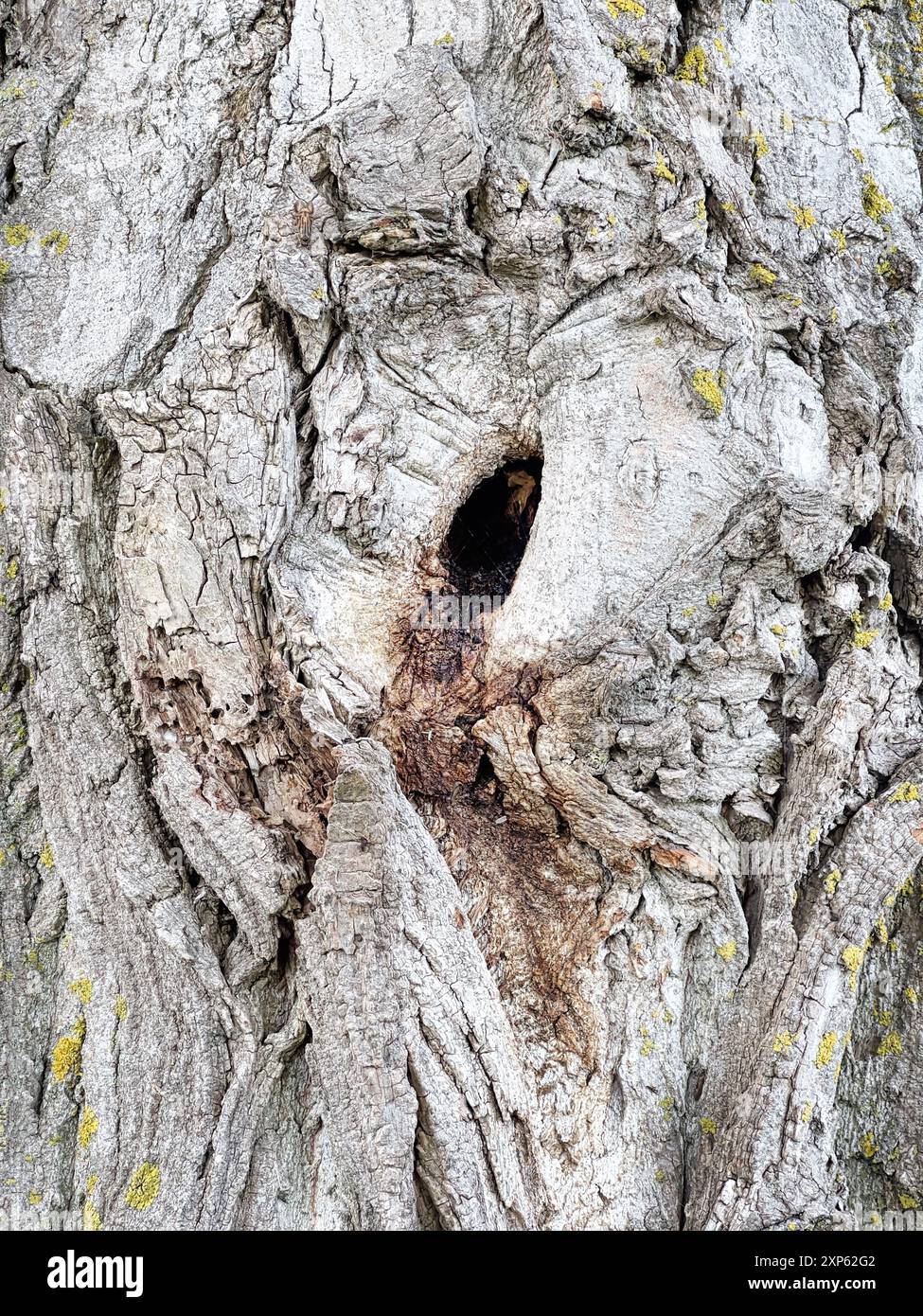 Tree anatomy hi-res stock photography and images - Alamy