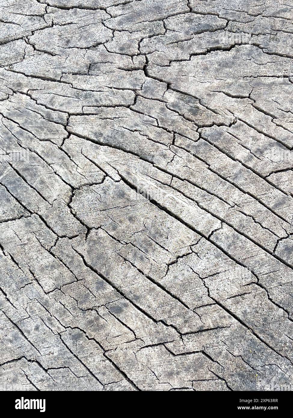 Weathered Tree Trunk with Cracks Stock Photo - Alamy