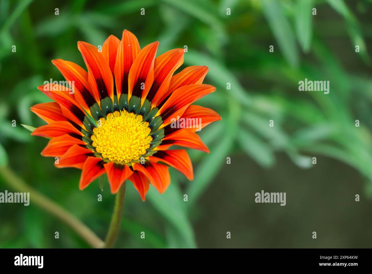 Closeup orange gazania with negative space+ Stock Photo - Alamy