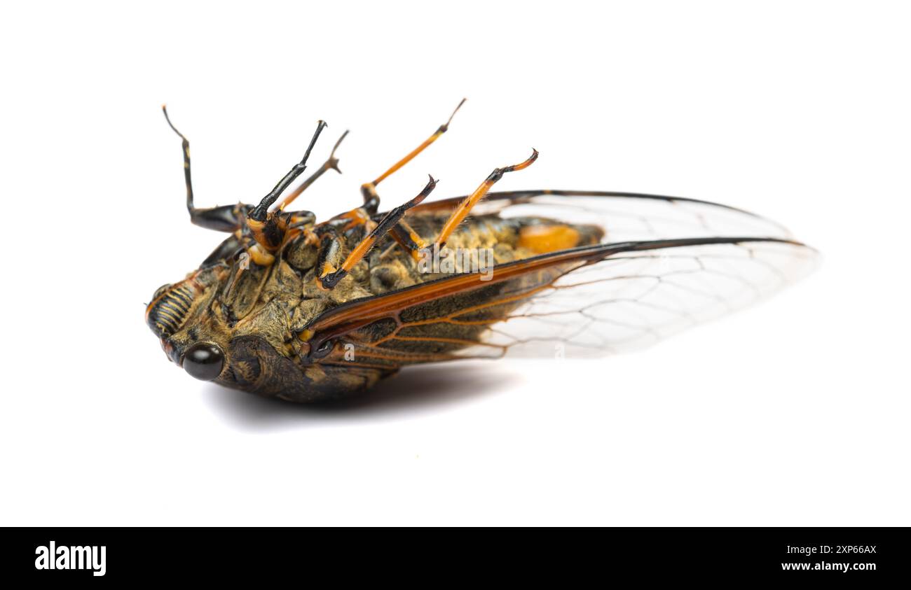 Cicada metamorphosis Cut Out Stock Images & Pictures - Alamy