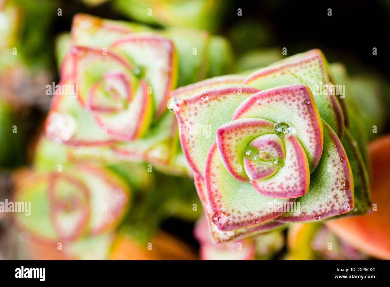 crassula perforata - string of buttons Stock Photo - Alamy