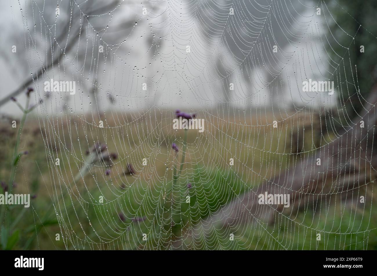 A view of the out of focus grassy field, trees and purple flowers in a ...