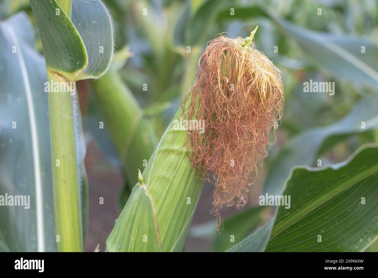 A close up of the corn silk on top, showing its brown color and small ...