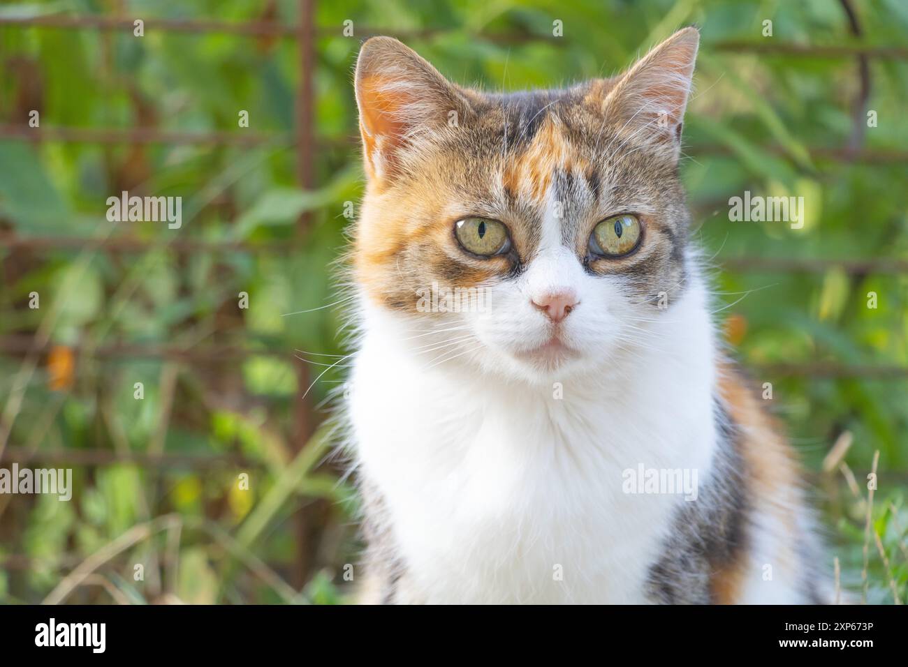 A tricolored calico cat sitting in the garden, in a close up portrait ...