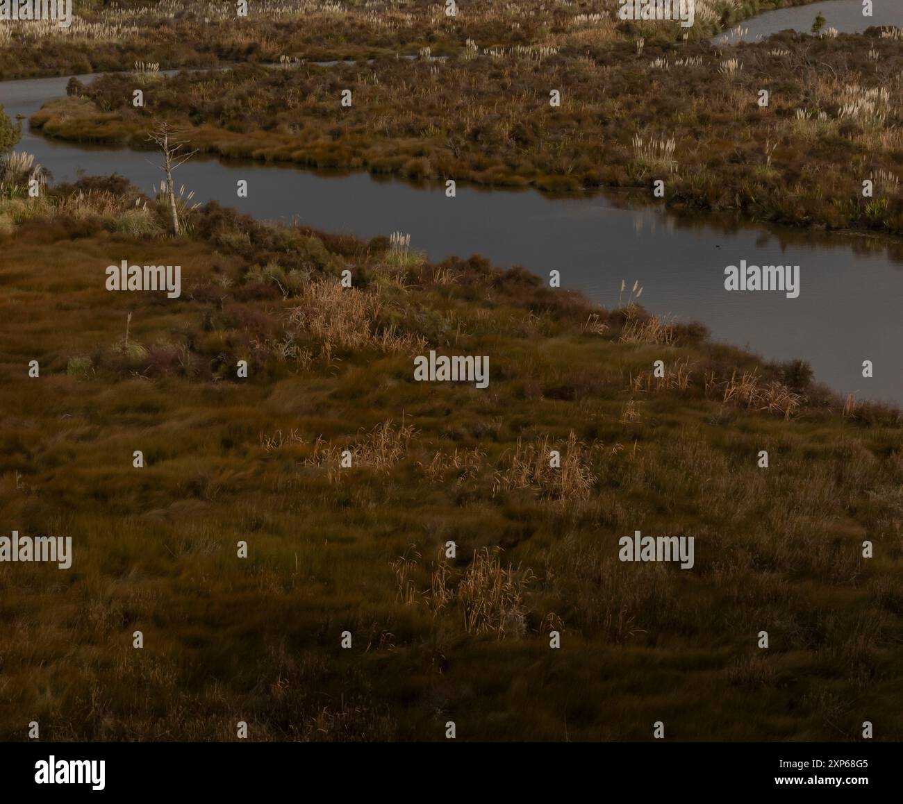 Grasslands with trees hi-res stock photography and images - Alamy