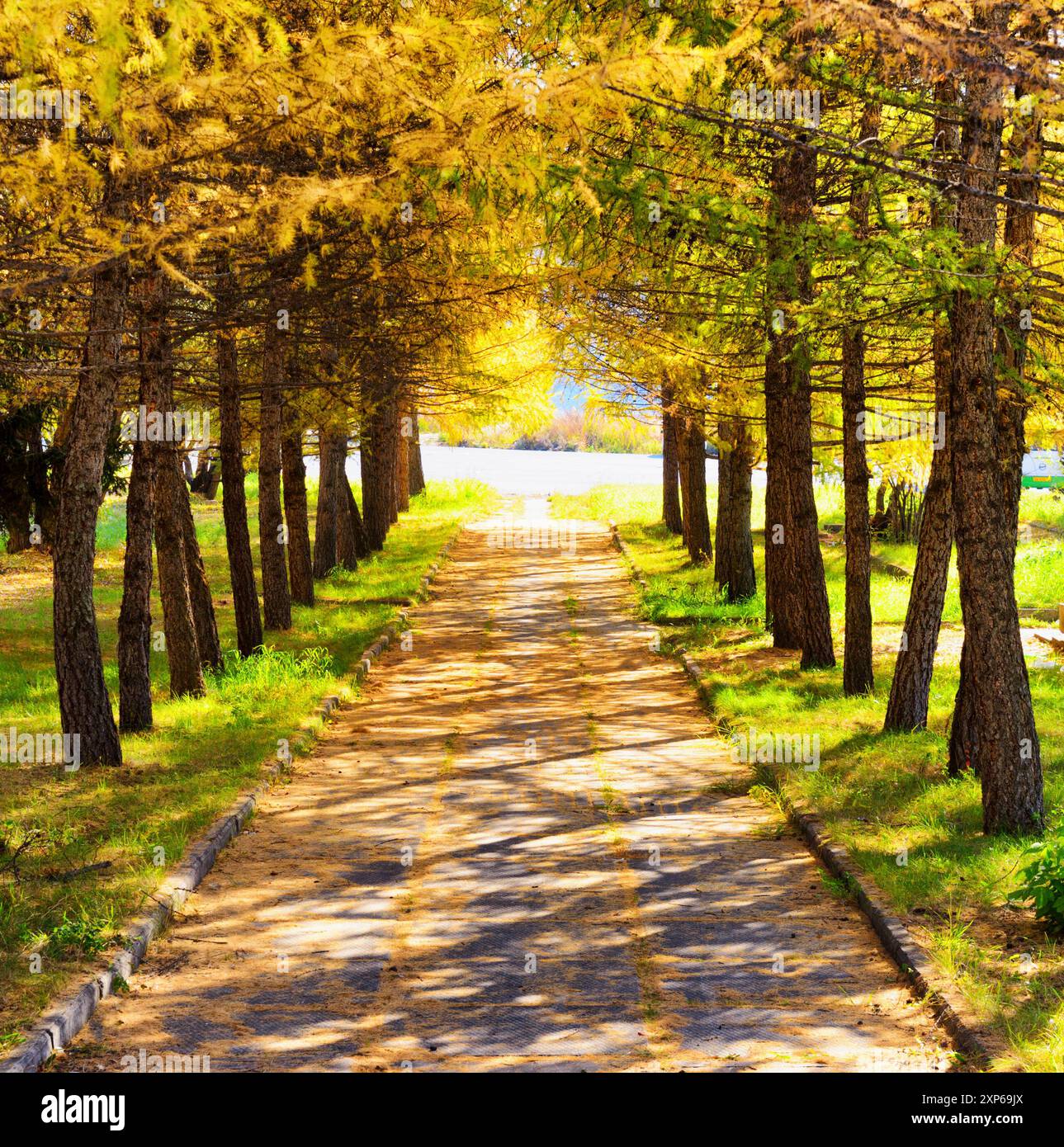 Autumn in a park. Fall season Stock Photo - Alamy