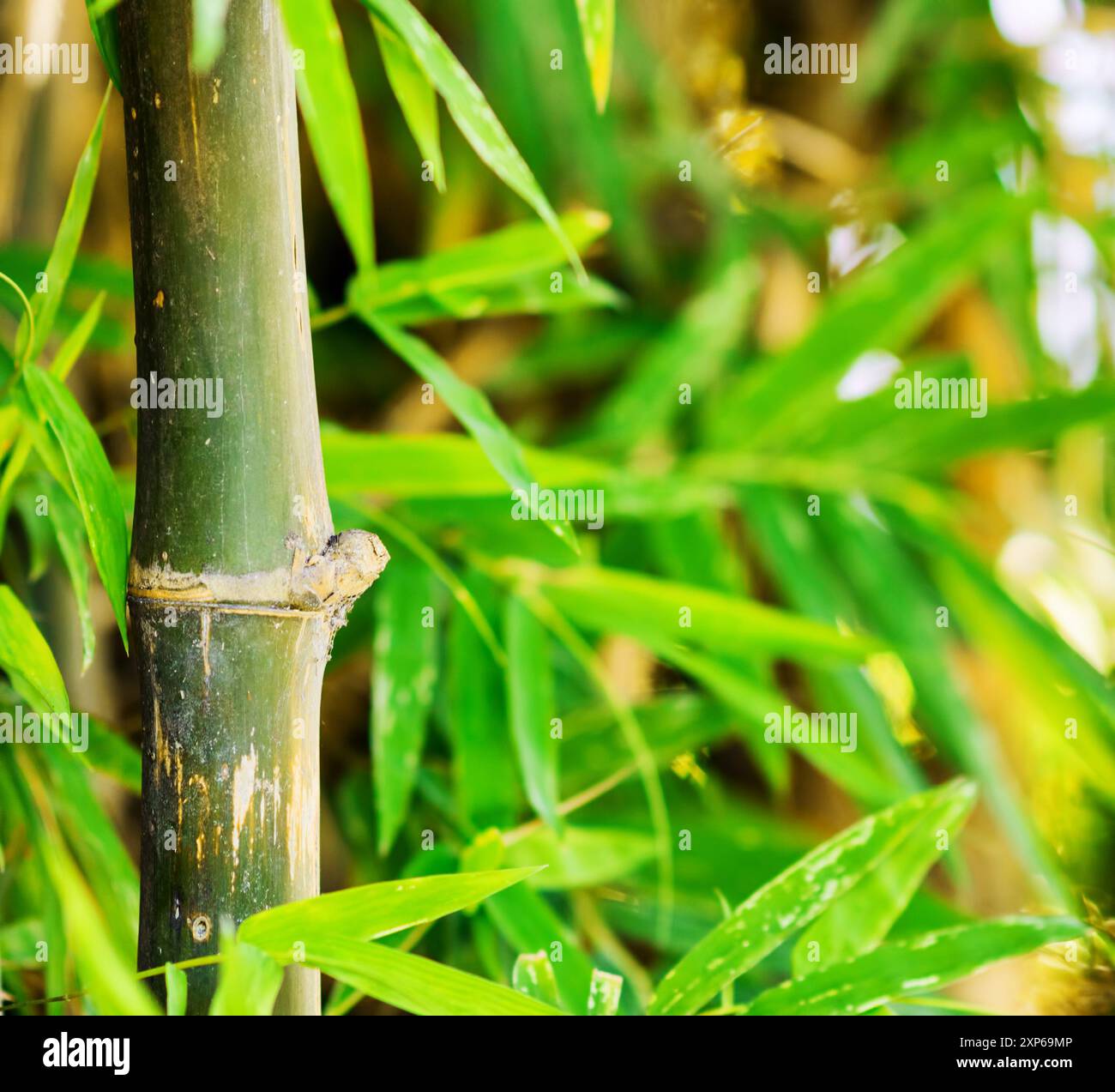 Bamboo as stern hi-res stock photography and images - Alamy