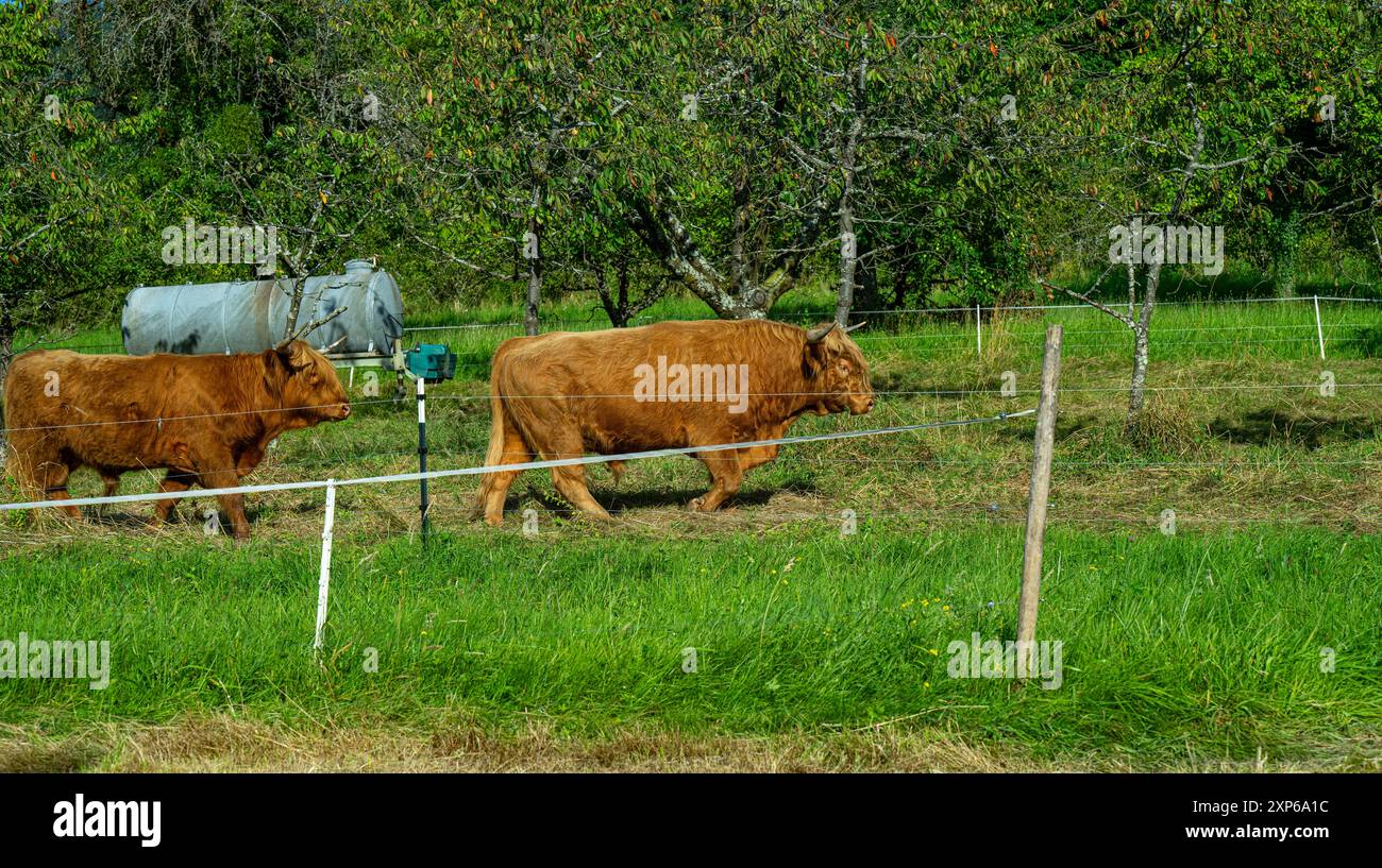 Scottish highland cows in a meadow near Baden Baden. Baden Wuerttemberg ...