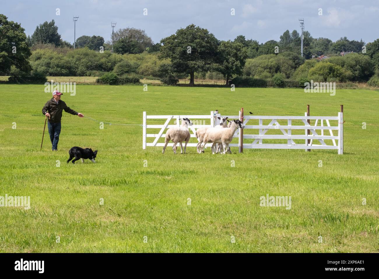 Shepherd with sheep at Sheep Dog Trials in Macclesfield, Cheshire in ...