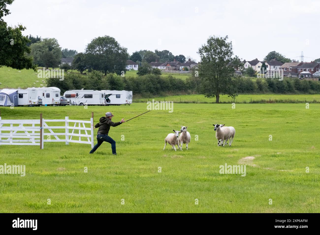 Shepherd with sheep at Sheep Dog Trials in Macclesfield, Cheshire in ...
