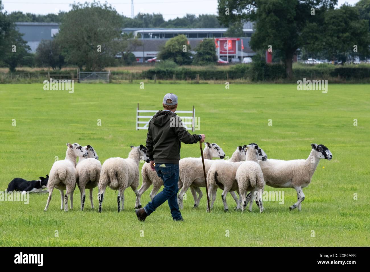 Shepherd with sheep at Sheep Dog Trials in Macclesfield, Cheshire in ...