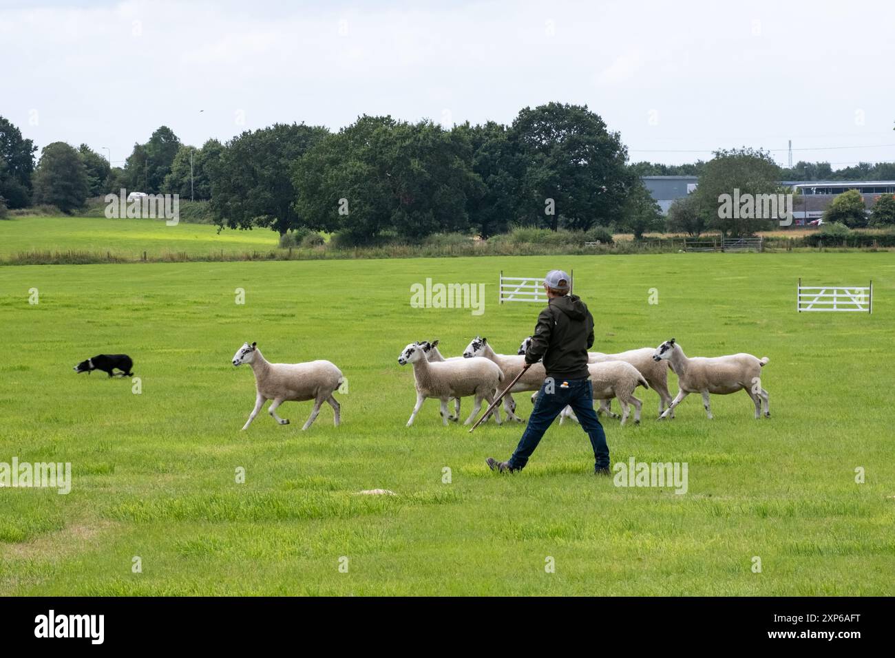 Shepherd with sheep at Sheep Dog Trials in Macclesfield, Cheshire in ...