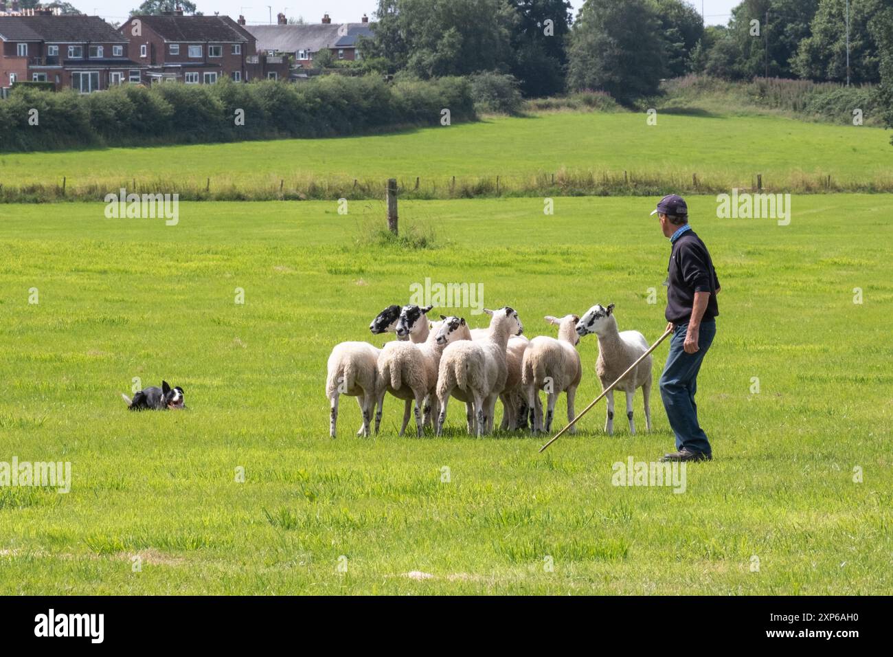 Shepherd with sheep at Sheep Dog Trials in Macclesfield, Cheshire in ...