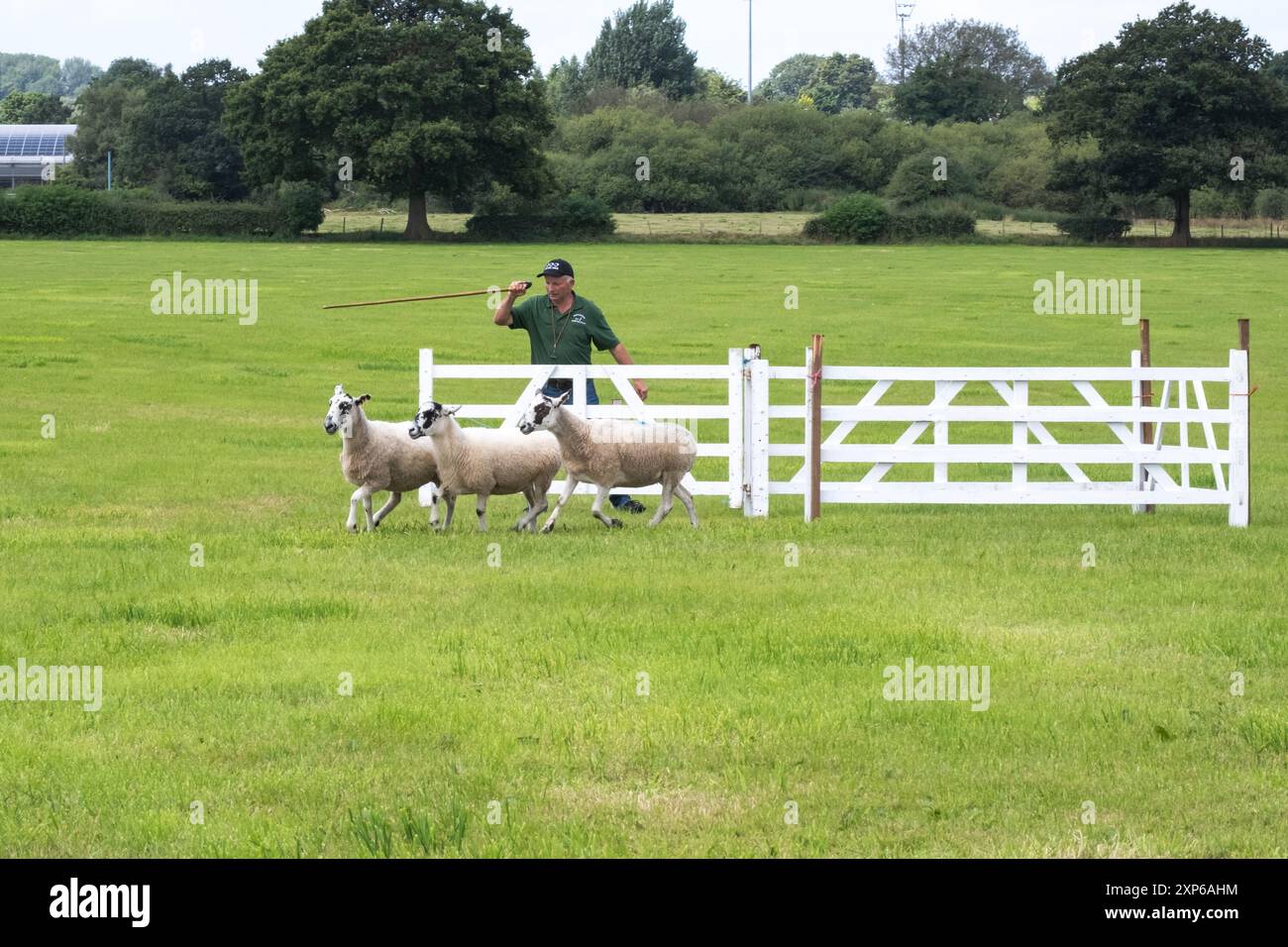 Shepherd with sheep at Sheep Dog Trials in Macclesfield, Cheshire in ...