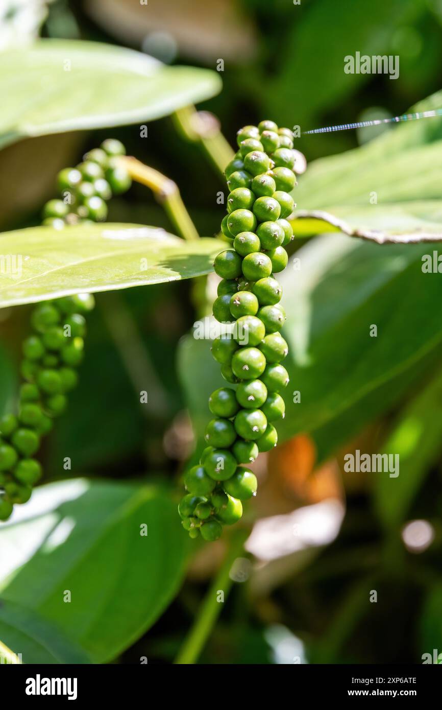Green seeds of a black pepper plant on the farm. Agriculture and ...