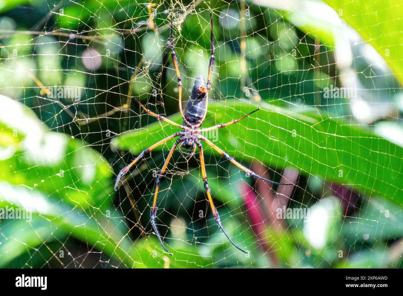 Close-up of a Golden Orb Weaver spider suspended in its intricate web ...