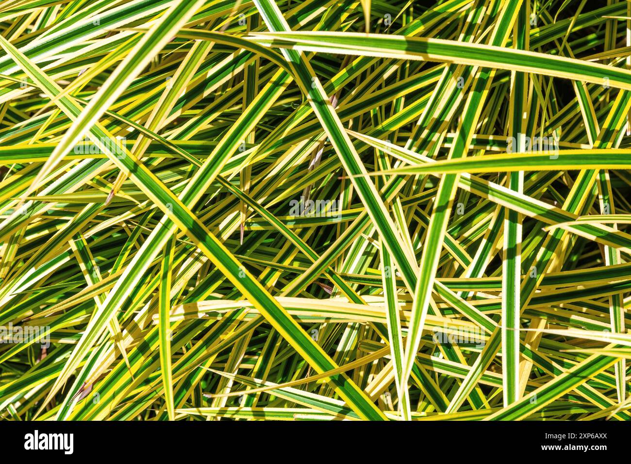 View of a plant with long, narrow leaves. Striking pattern of green and ...