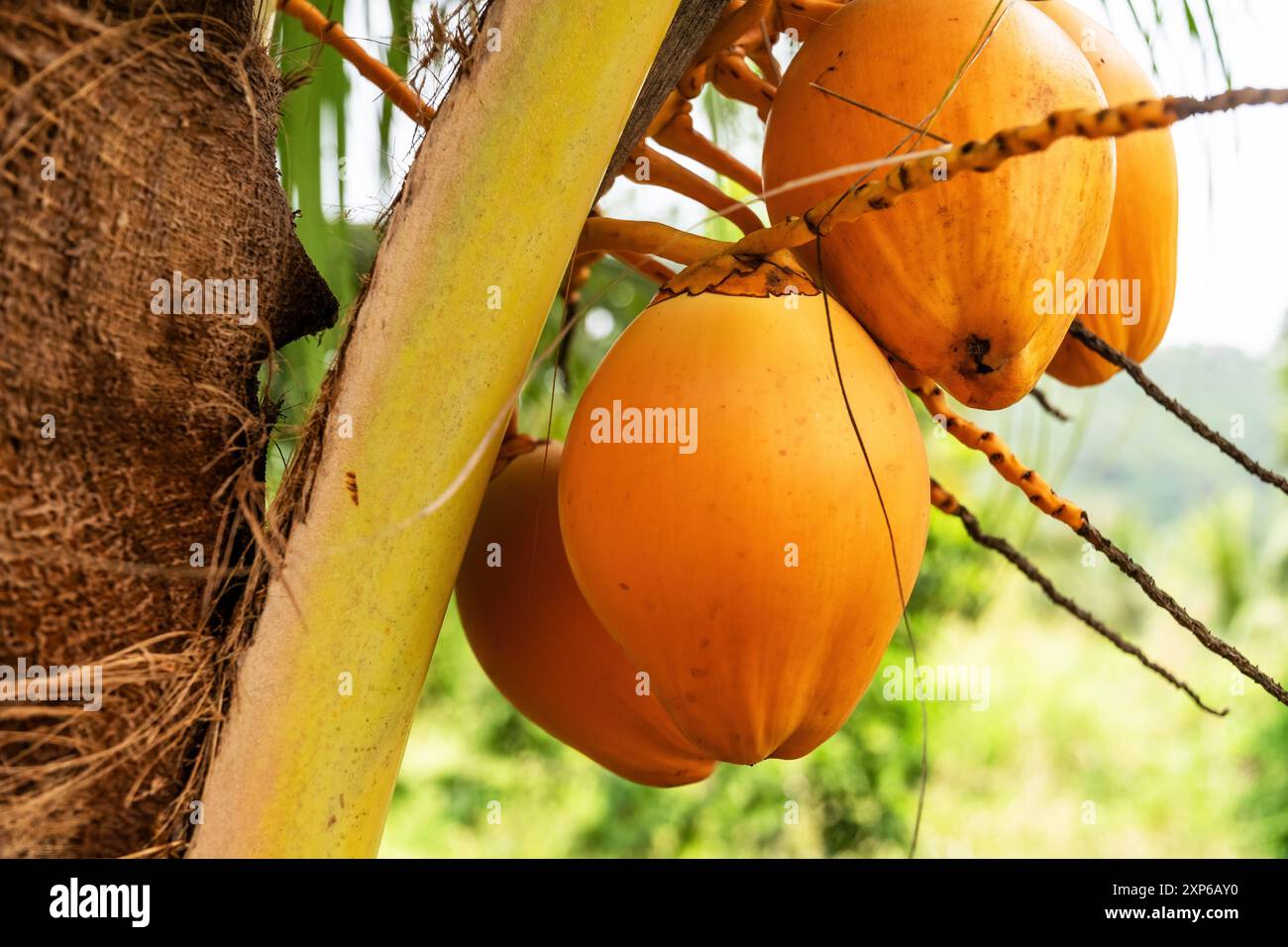 Cluster of vibrant golden coconuts hangs from a palm tree. Abstract ...