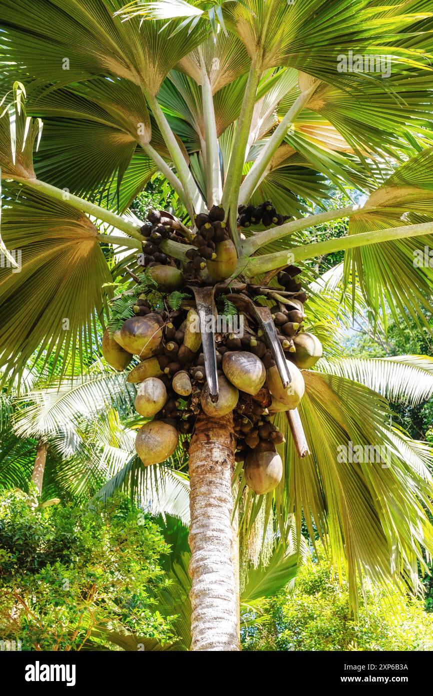 Lush Seychelles palm tree with large, round Coco De Mer fruits. Wild ...