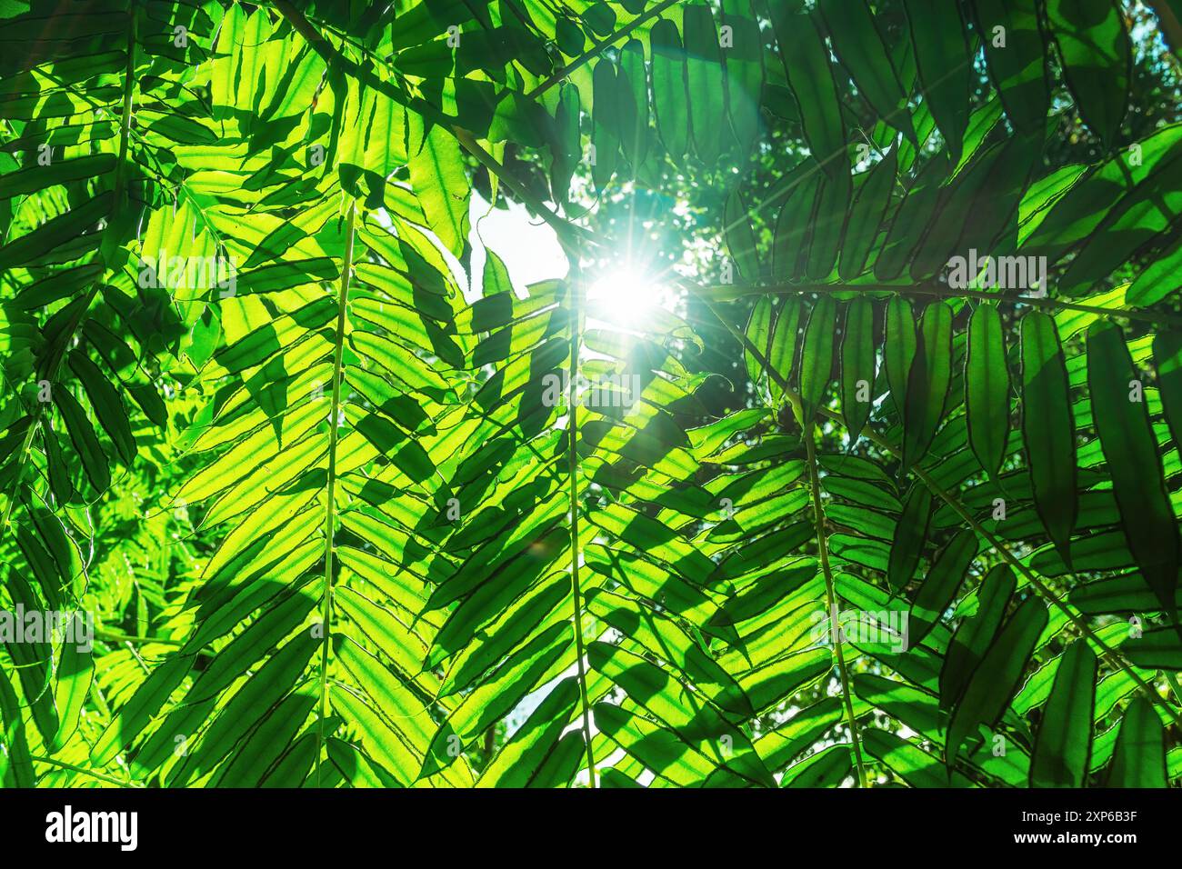 Sunlight beams through a dense canopy of lush green leaves in a ...