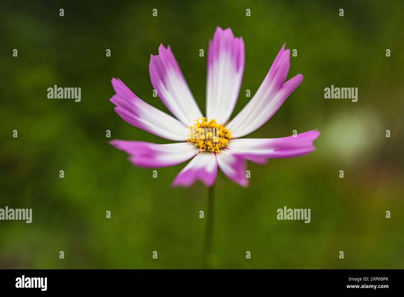 Wide spread flower hi-res stock photography and images - Alamy