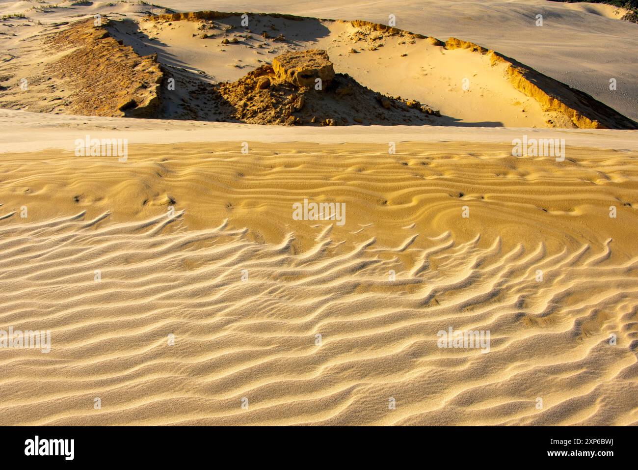 New zealand giant hi-res stock photography and images - Alamy