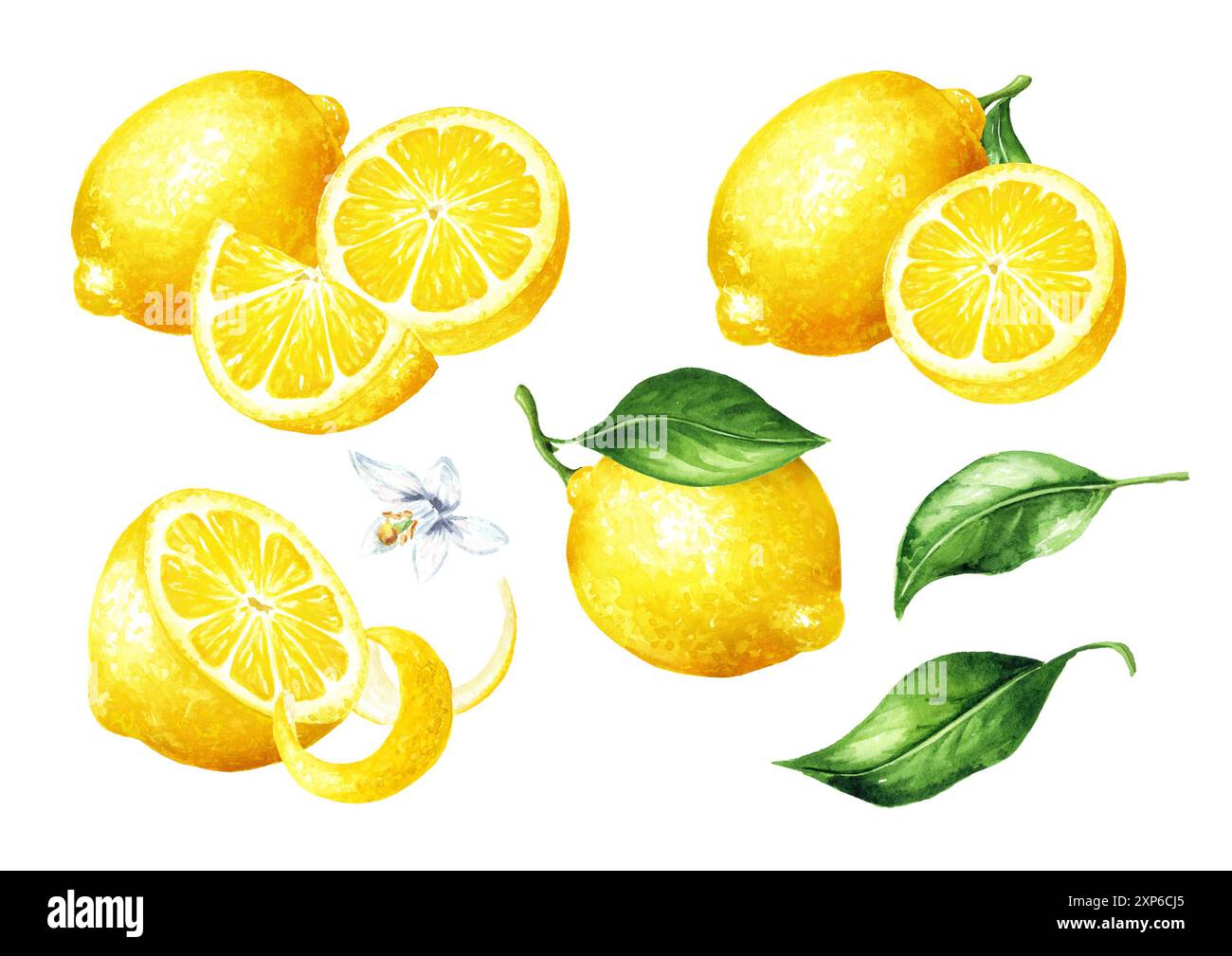 Fresh Lemon fruit set, with zest and green leaves. Hand drawn ...