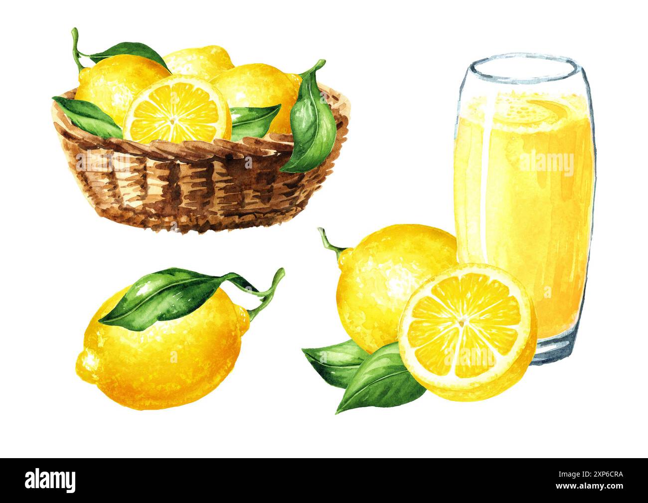 Fresh Lemon fruit set. Hand drawn watercolor illustration isolated on ...