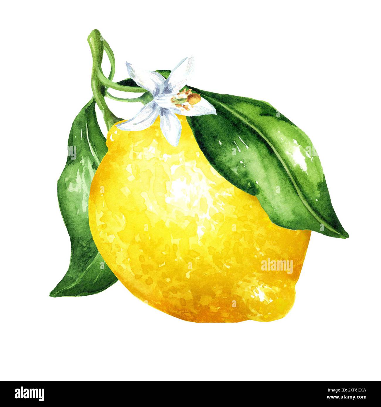 Fresh Lemon fruit with green leaves. Hand drawn watercolor illustration ...