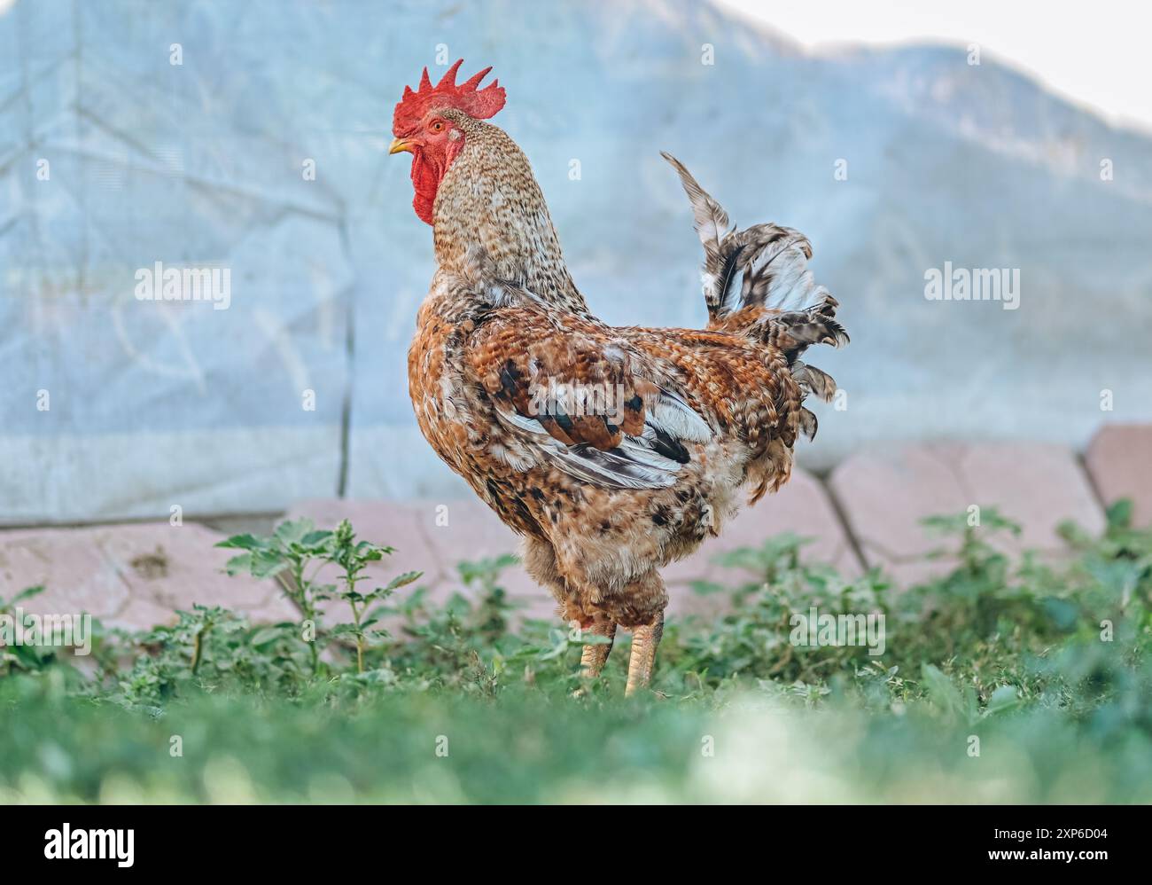 Rooster pictured in the backyard in its natural environment Stock Photo ...