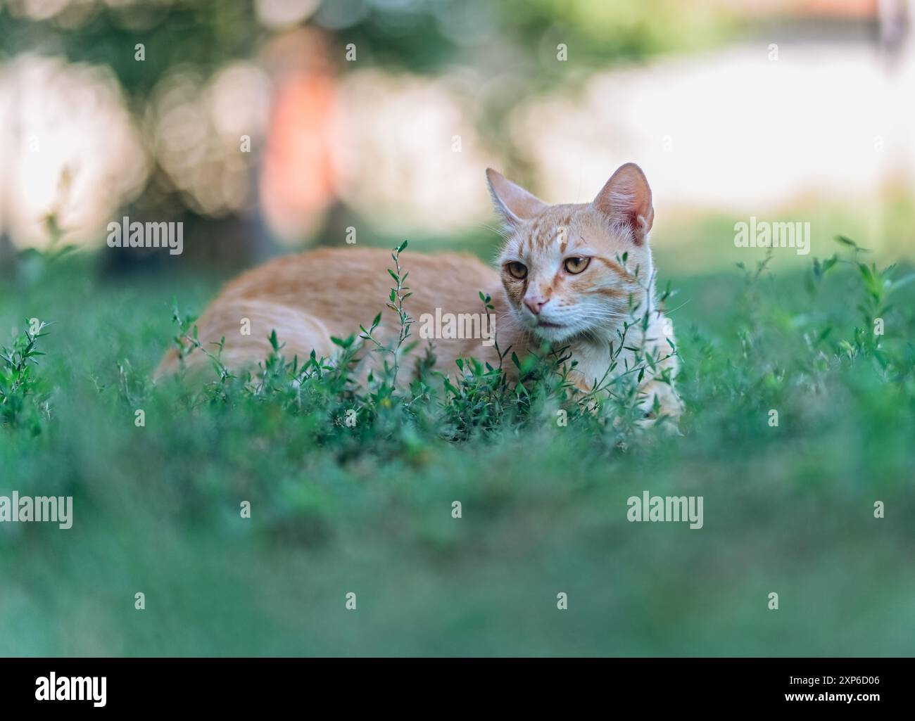 Ginger cat laying on the ground outdoors enjoing its natural ...