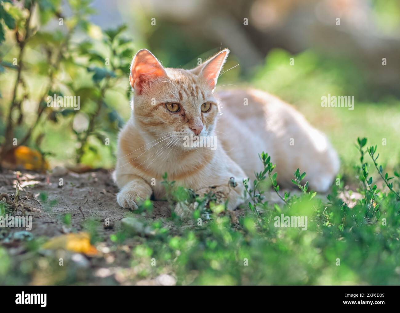 Ginger cat laying on the ground outdoors enjoing its natural ...