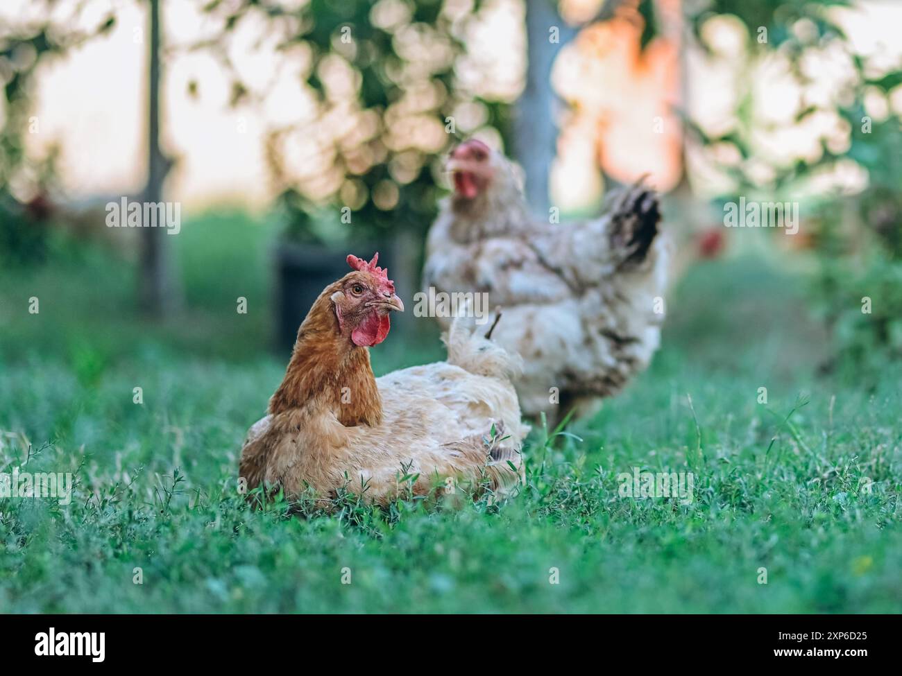 Chicken pictured in the backyard in its natural environment Stock Photo ...