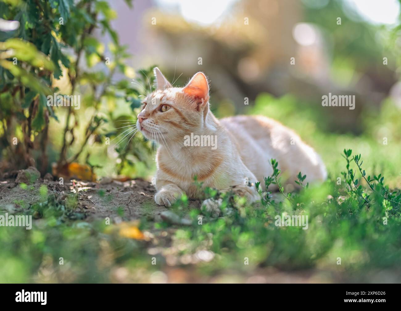 Ginger cat laying on the ground outdoors enjoing its natural ...