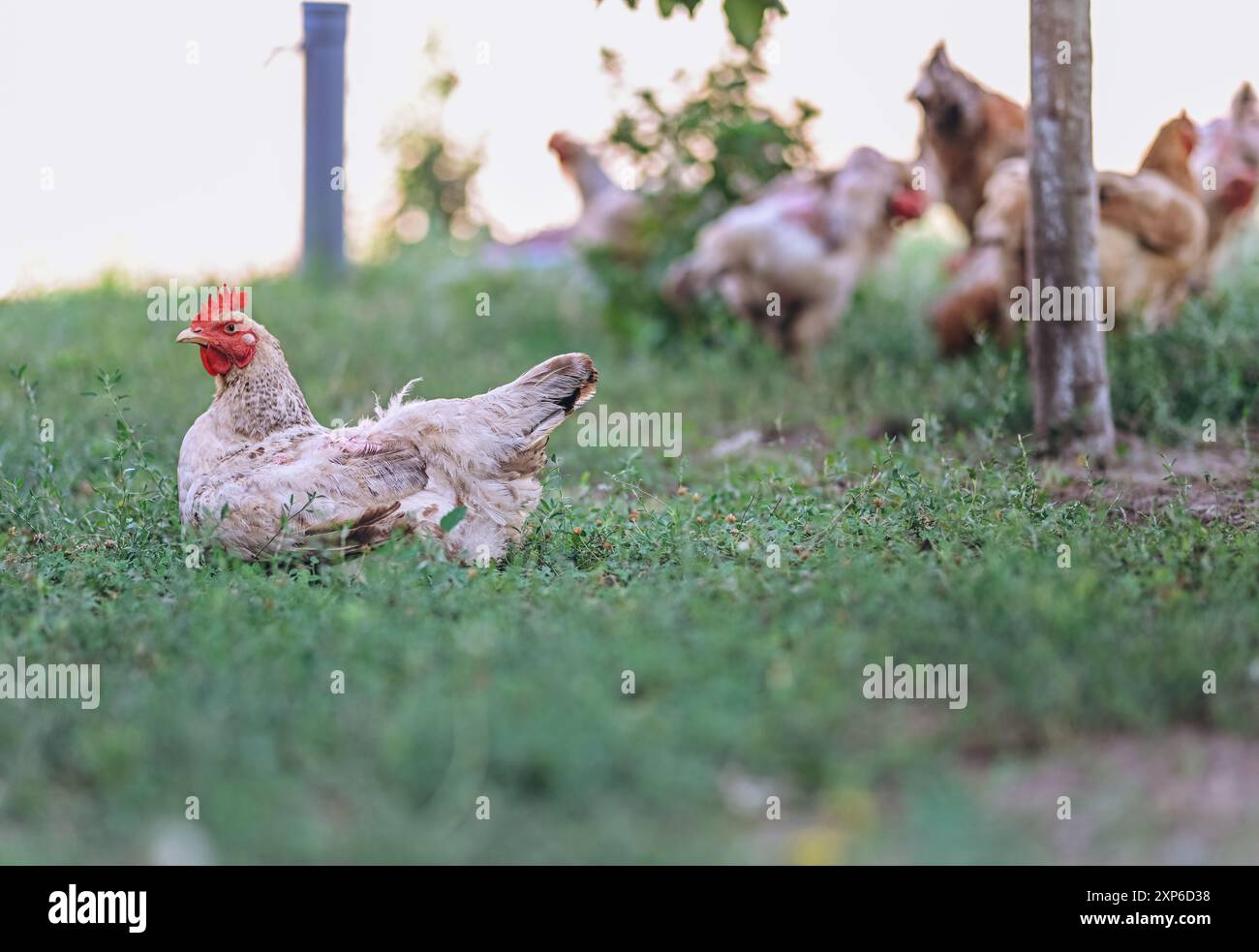Chicken pictured in the backyard in its natural environment Stock Photo ...
