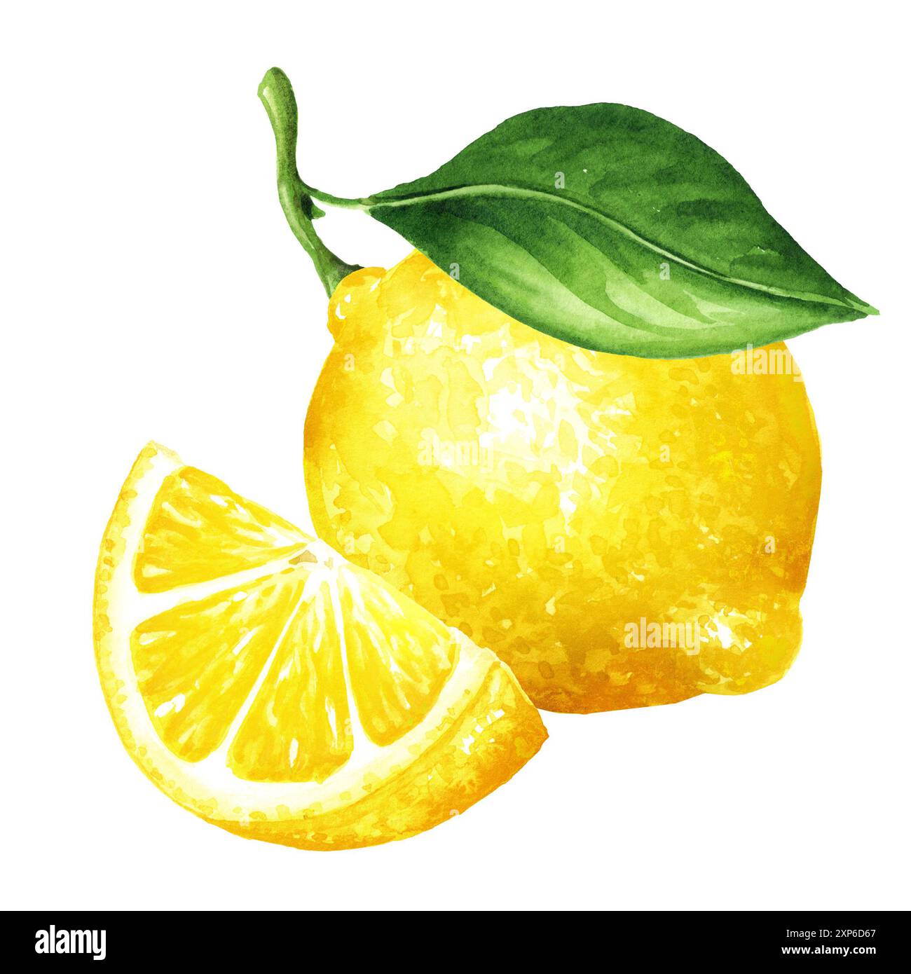 Fresh Lemon fruit. Hand drawn watercolor illustration isolated on white ...