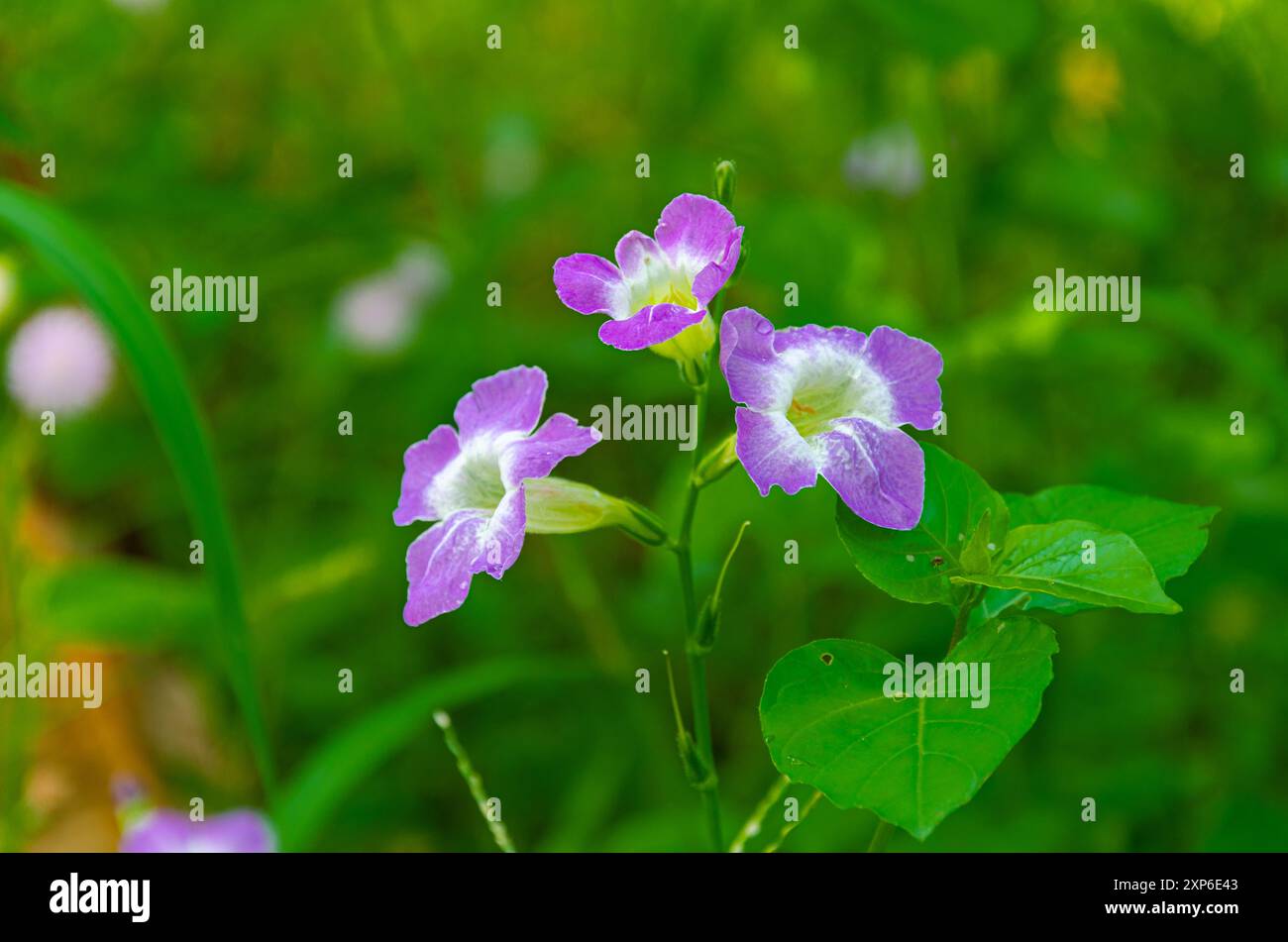 Wild flowers - Asystasia gangetica also known as Chinese Violet or ...