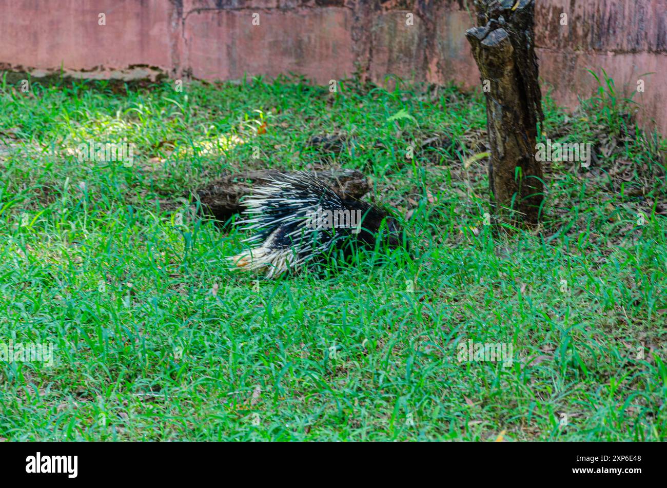Spiky quills hi-res stock photography and images - Alamy