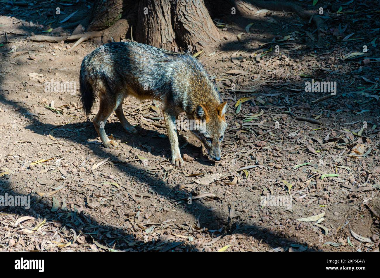 A fully grown jackal in a zoo Stock Photo - Alamy