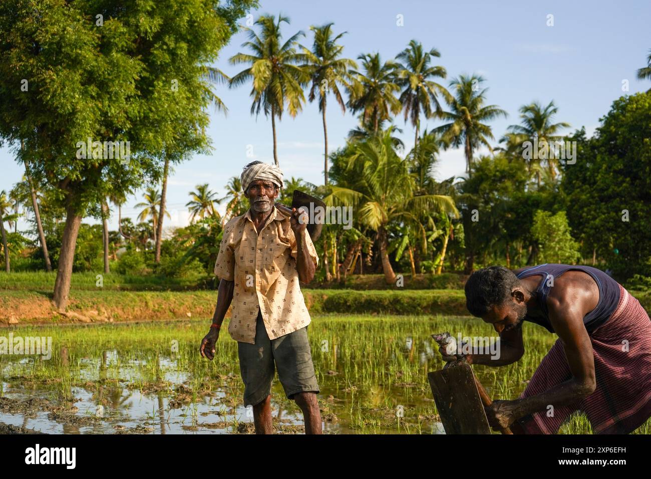 Two Indian farmers working in the field in summer Stock Photo - Alamy