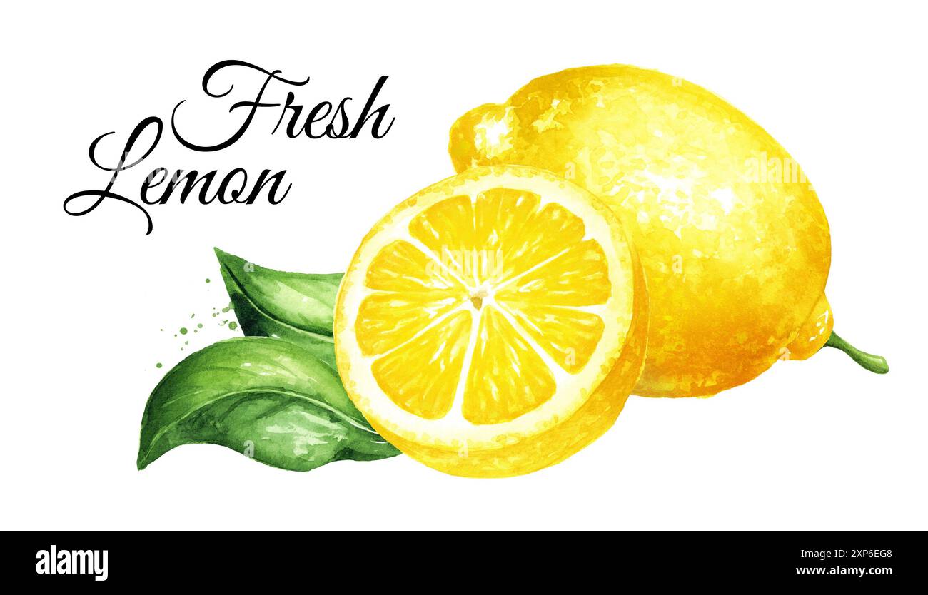 Fresh Lemon. Hand drawn watercolor illustration isolated on white ...
