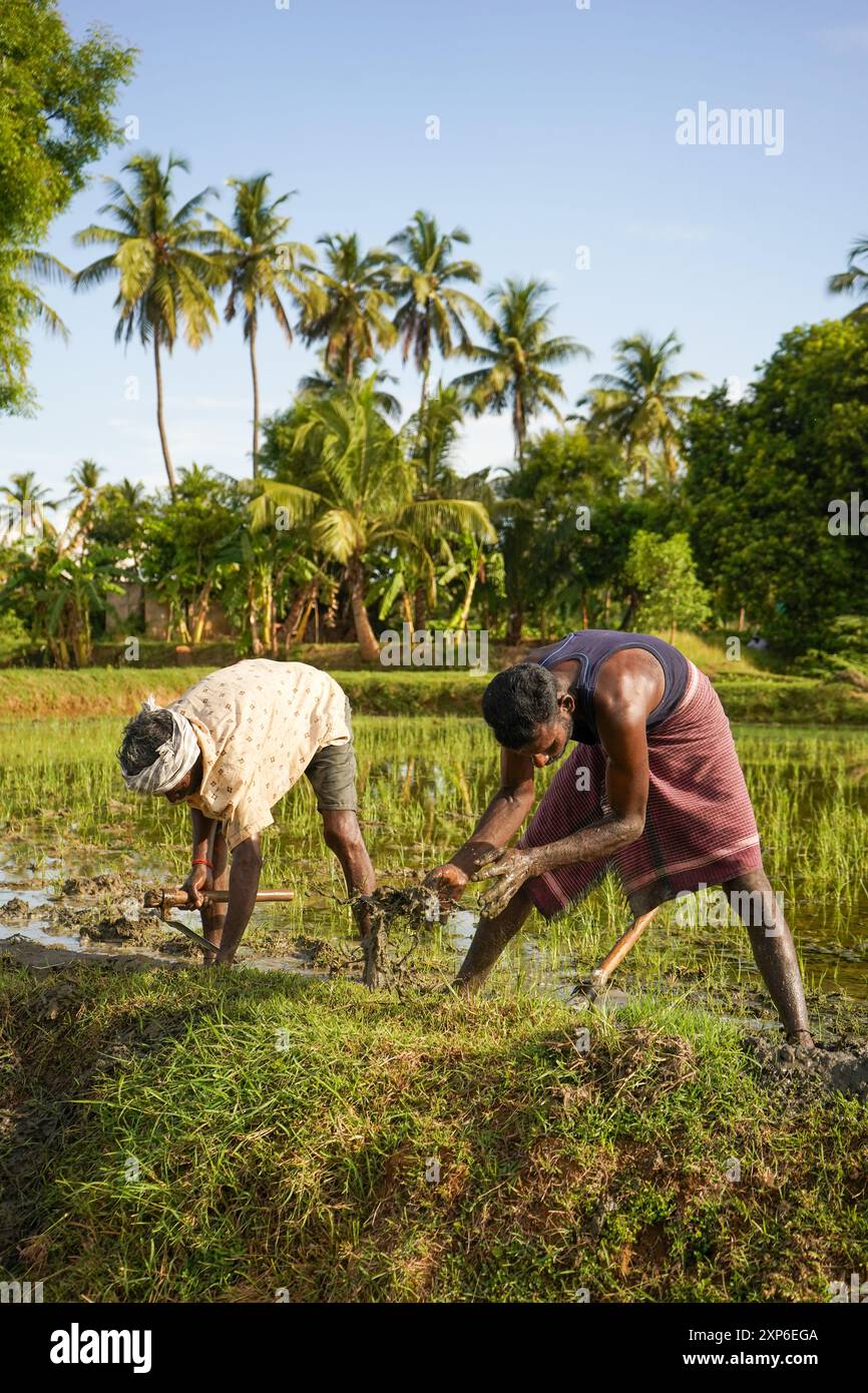 Two Indian farmers working in the field in summer Stock Photo - Alamy