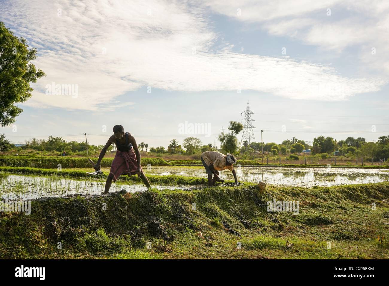 Two Indian farmers working in the field in summer Stock Photo - Alamy