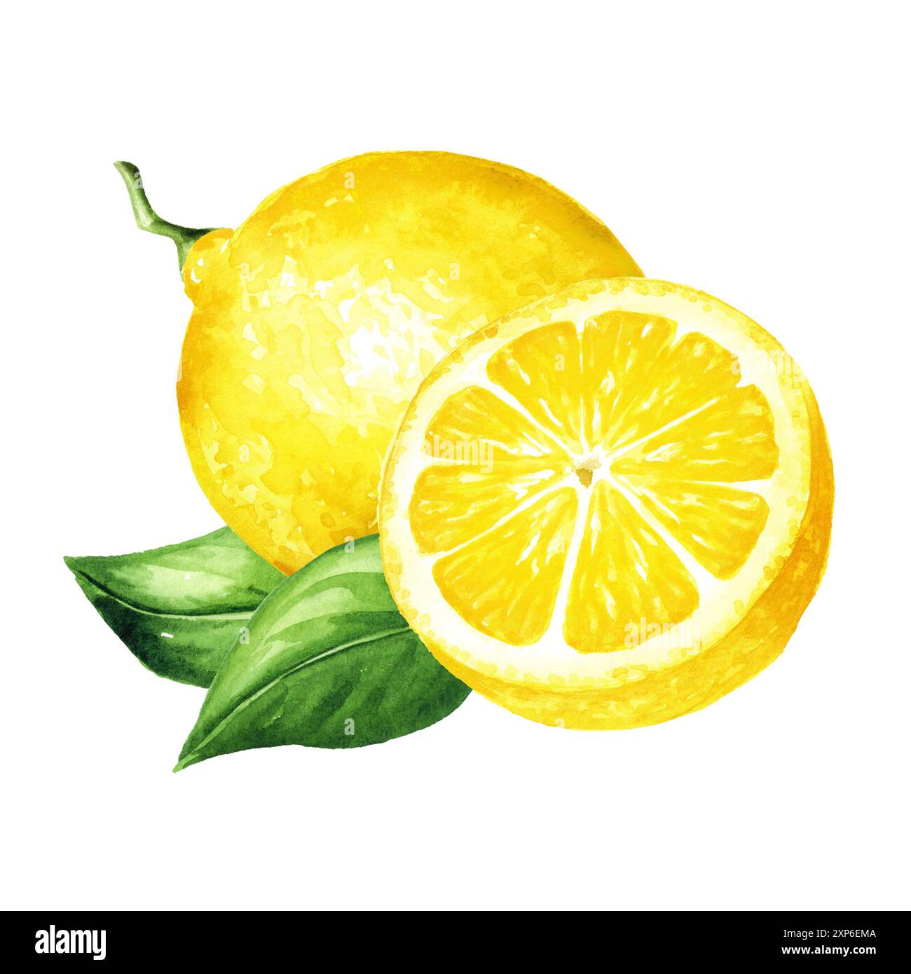 Fresh whole and half Lemon fruit with green leaves. Hand drawn ...