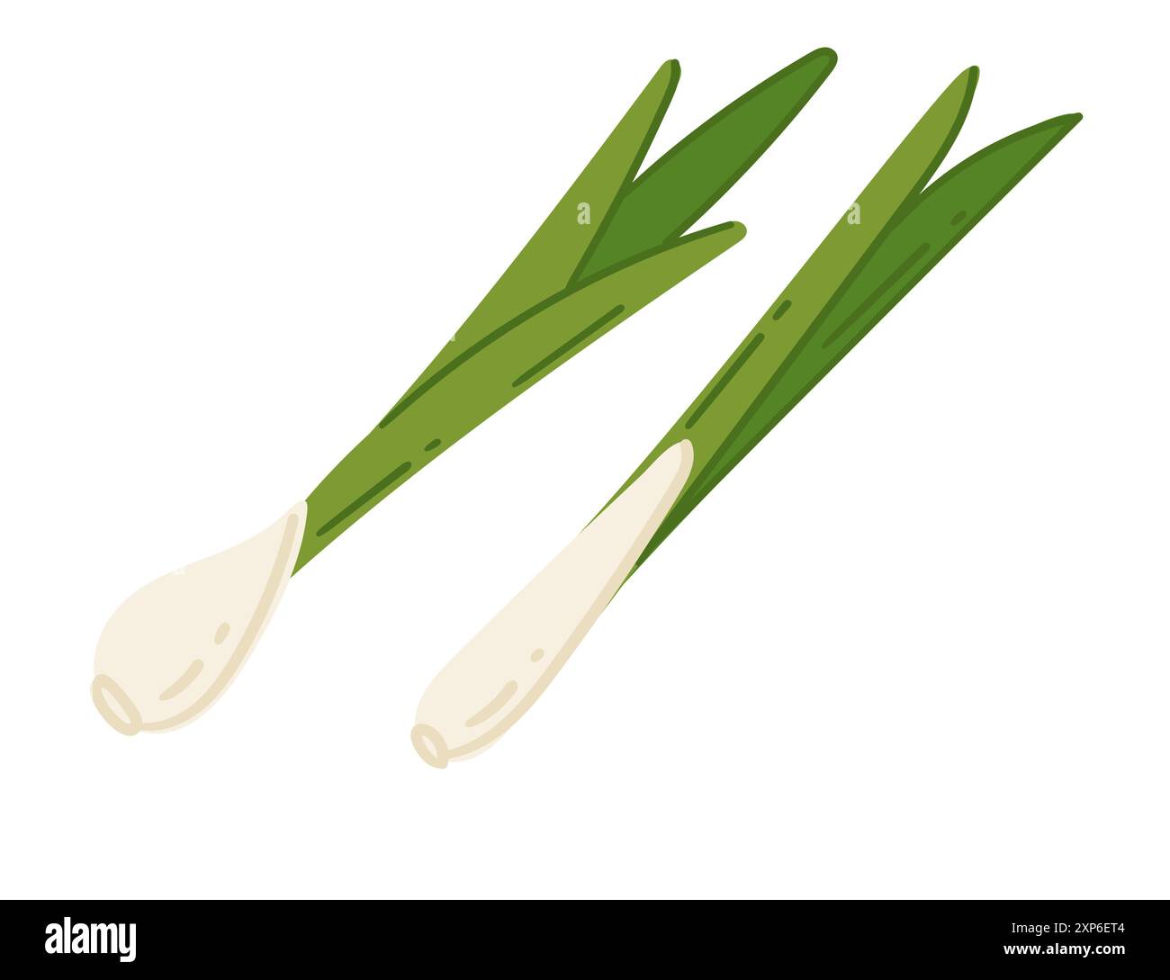 Long onions Stock Vector Images - Alamy