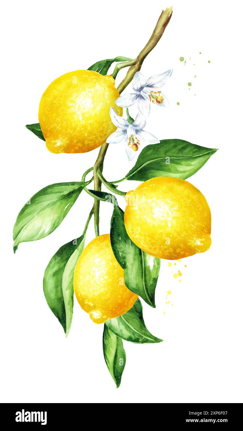 Lemon branch with fruits and leaves,. Watercolor hand drawn ...